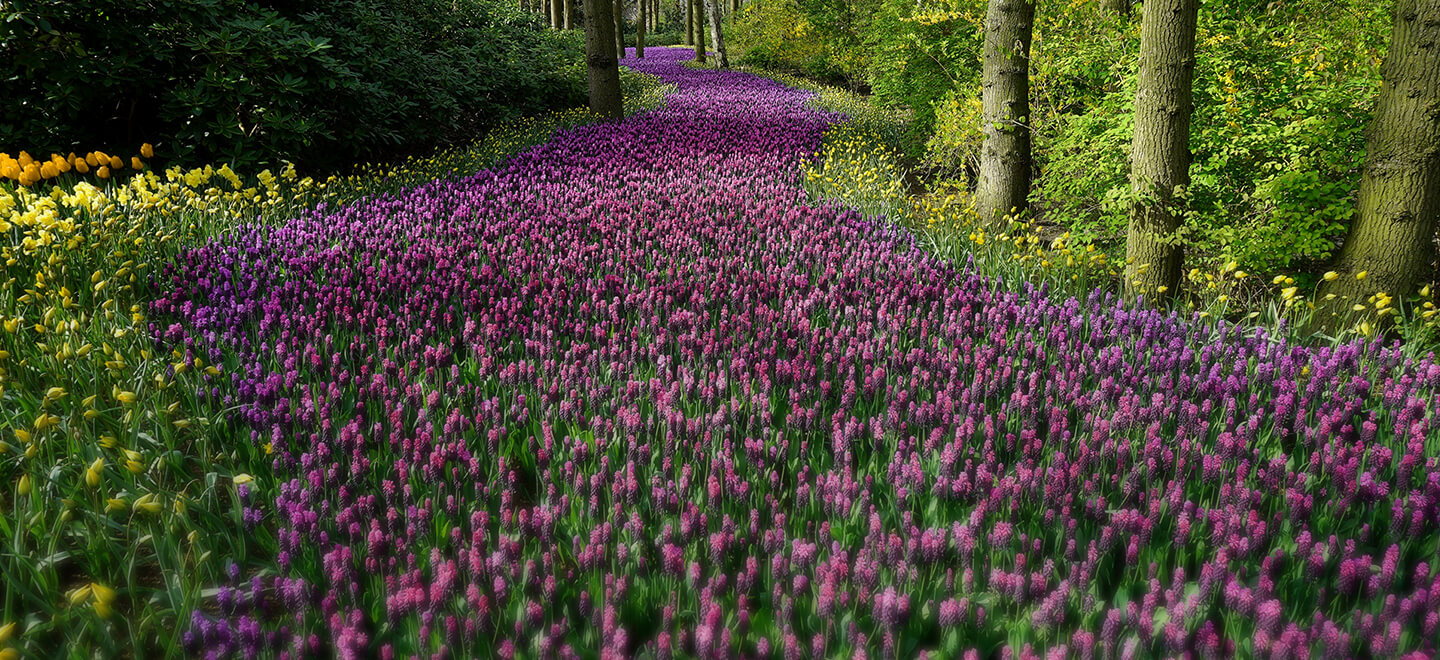 The Compassionate Gardener